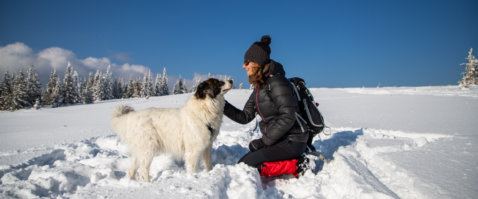 Dog-friendly Nelson: Things to do in Nelson with a dog ...