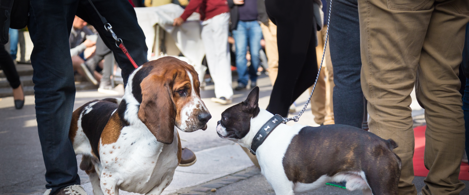 Dog-friendly Nelson: Things to do in Nelson with a dog ...