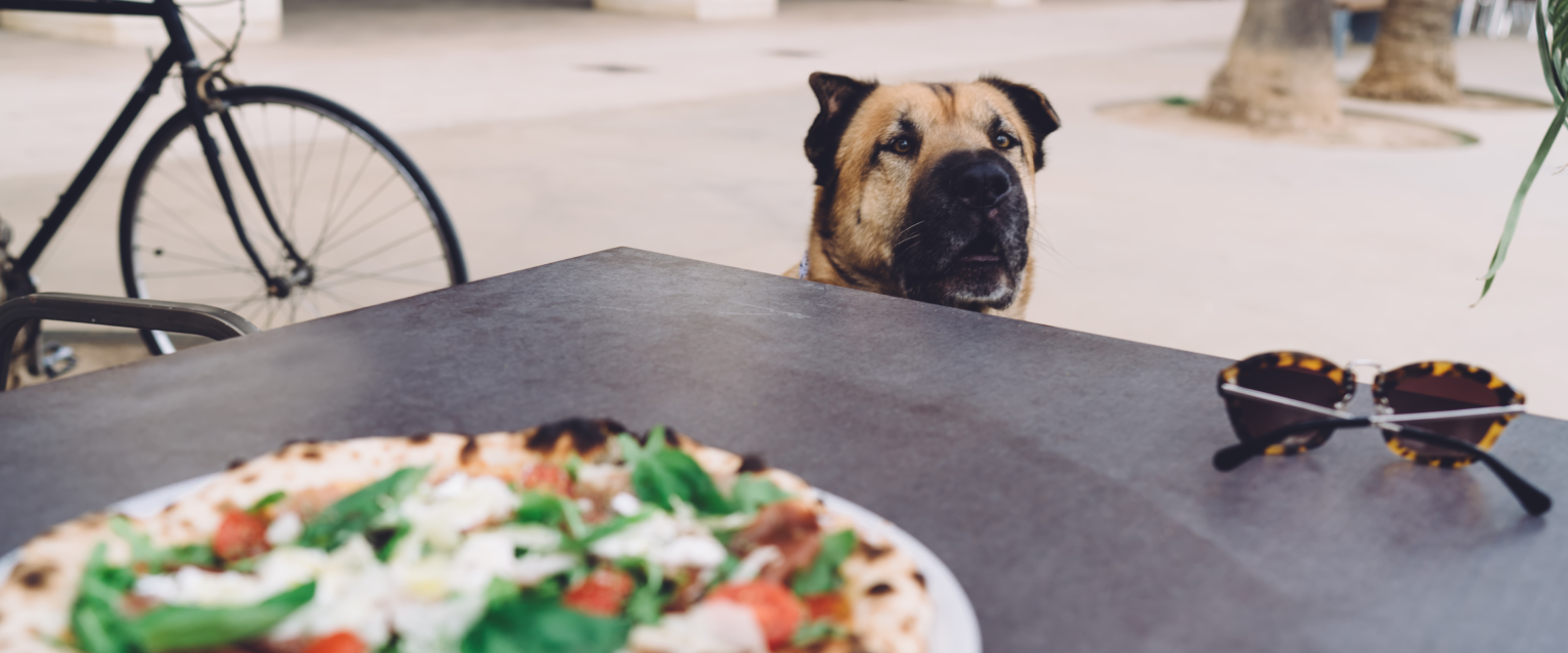 Dog Friendly Guelph: Things To Do in Guelph With a Dog ...