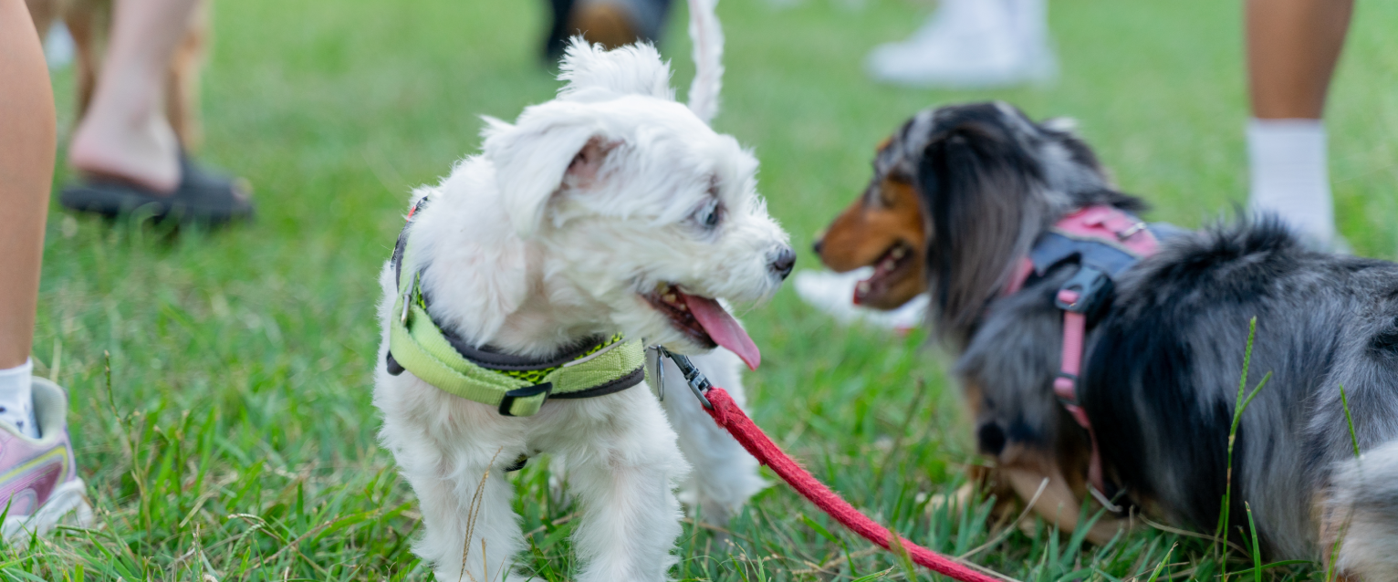 Dog Friendly Bury St Edmunds: Things To Do in Bury St Edmunds With a ...