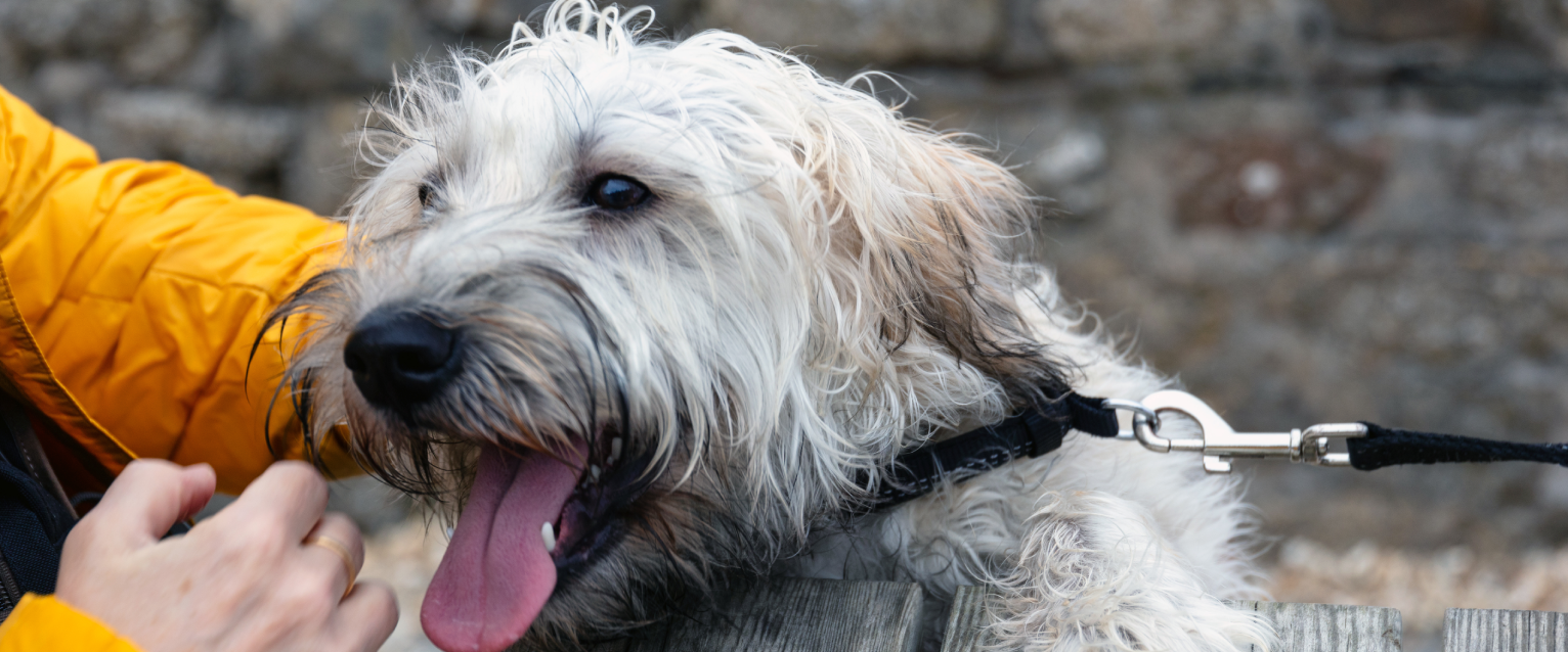 Dog Friendly Bury St Edmunds: Things To Do in Bury St Edmunds With a ...