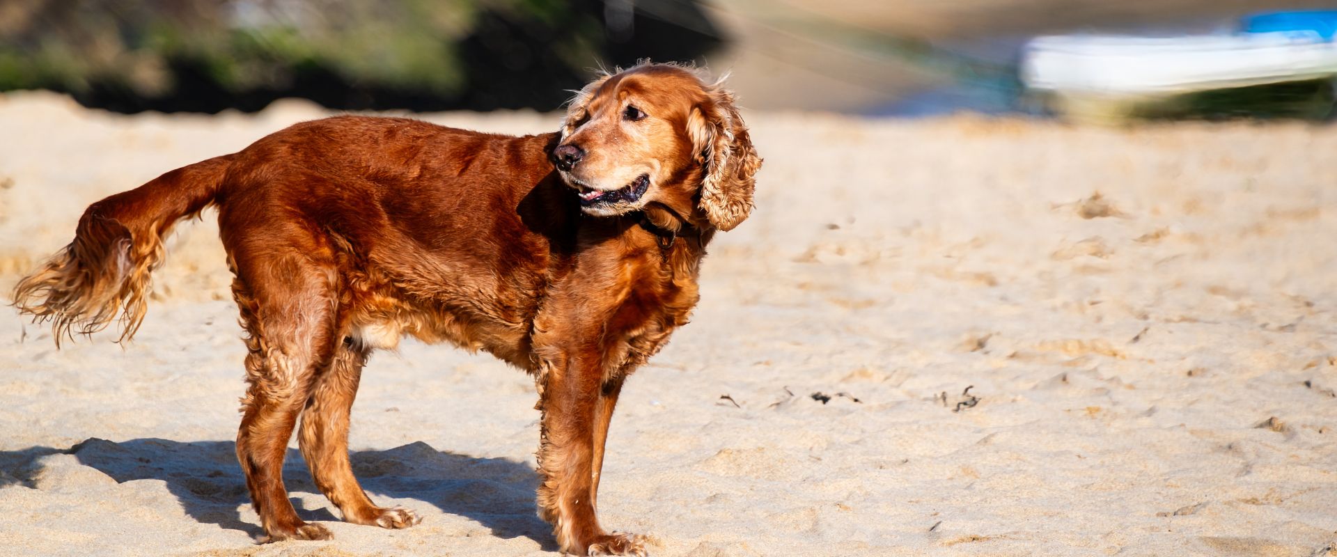 Dog-Friendly Cornwall | Dog-Friendly Beaches Cornwall ...