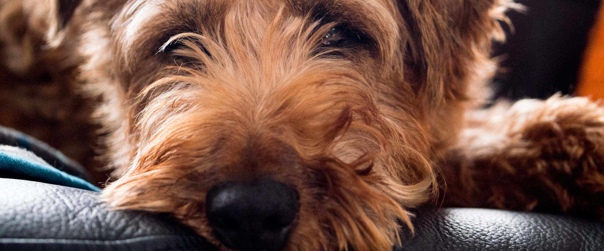 Dog-Friendly Dublin: What to do With a Dog in Dublin ...