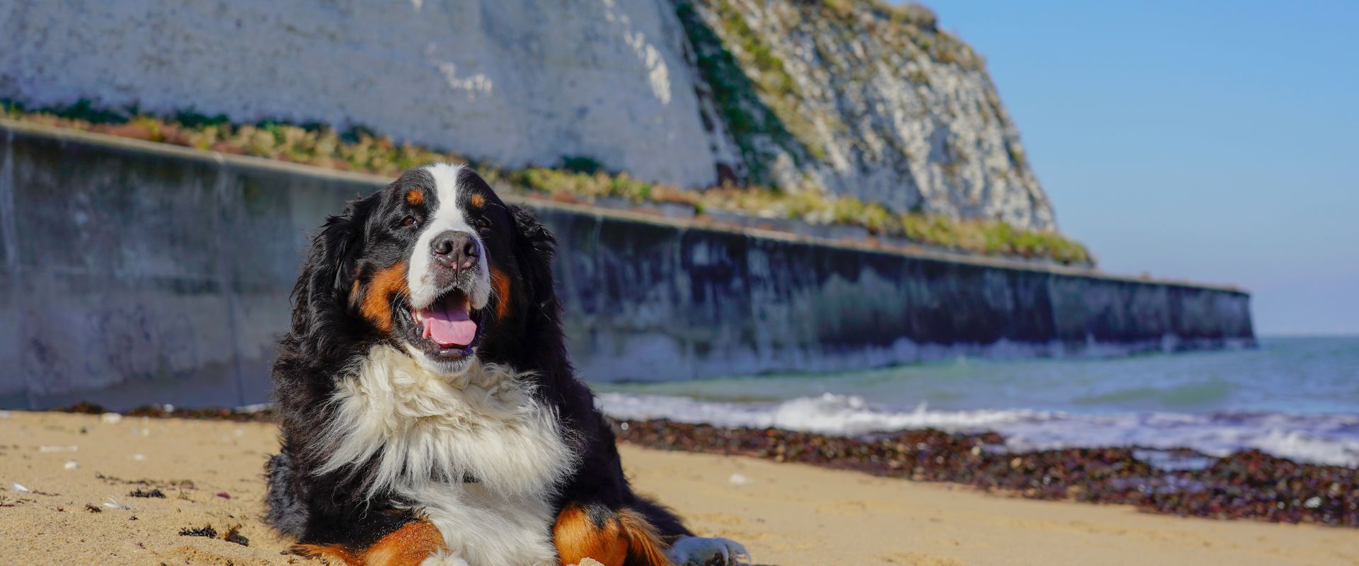 Dog-Friendly Kent | Dog-Friendly Beaches Kent | TrustedHousesitters.com