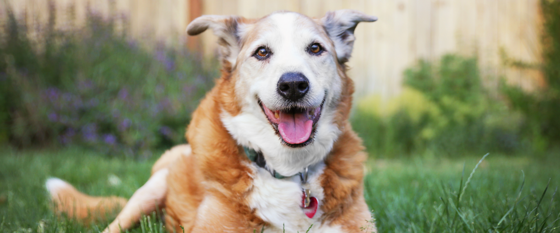 Dog-Friendly Santa Rosa: Restaurants, Hikes, Wineries & More ...