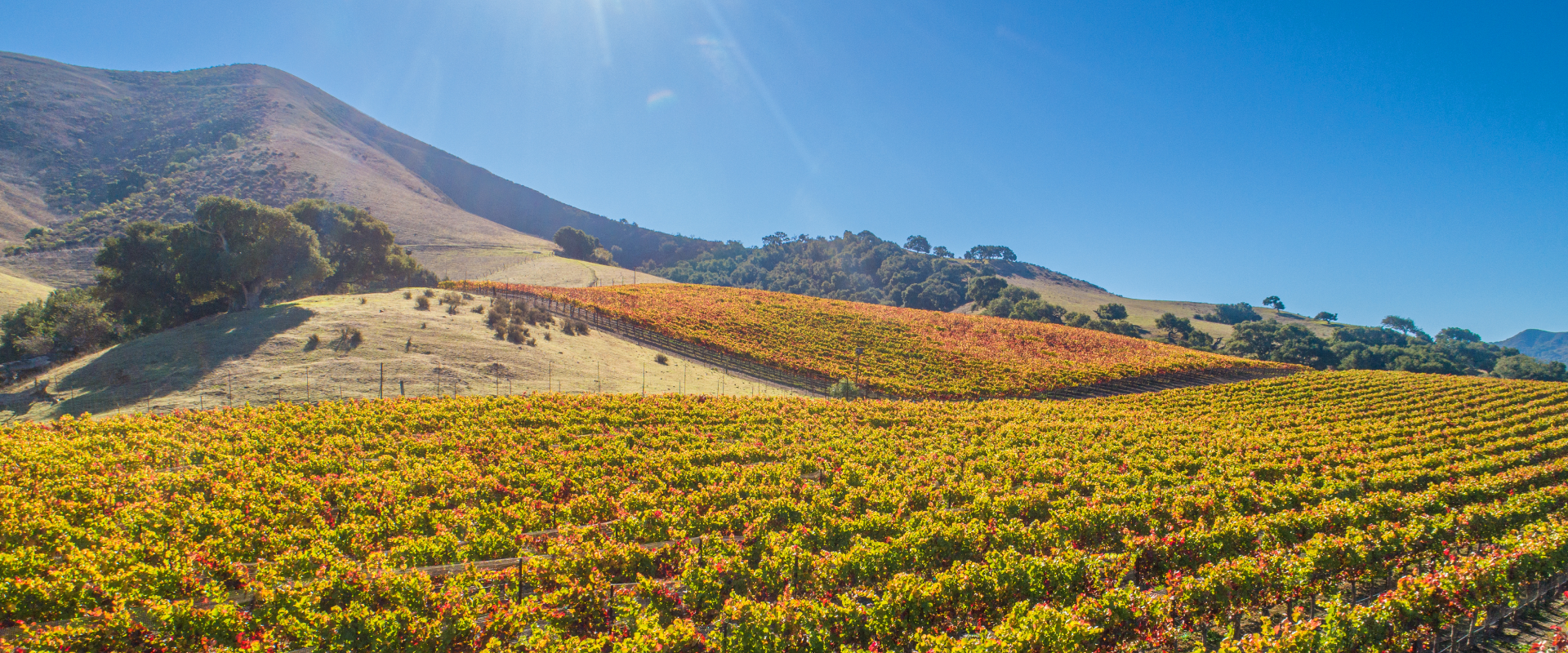 Dog-Friendly Santa Rosa: Restaurants, Hikes, Wineries & More ...