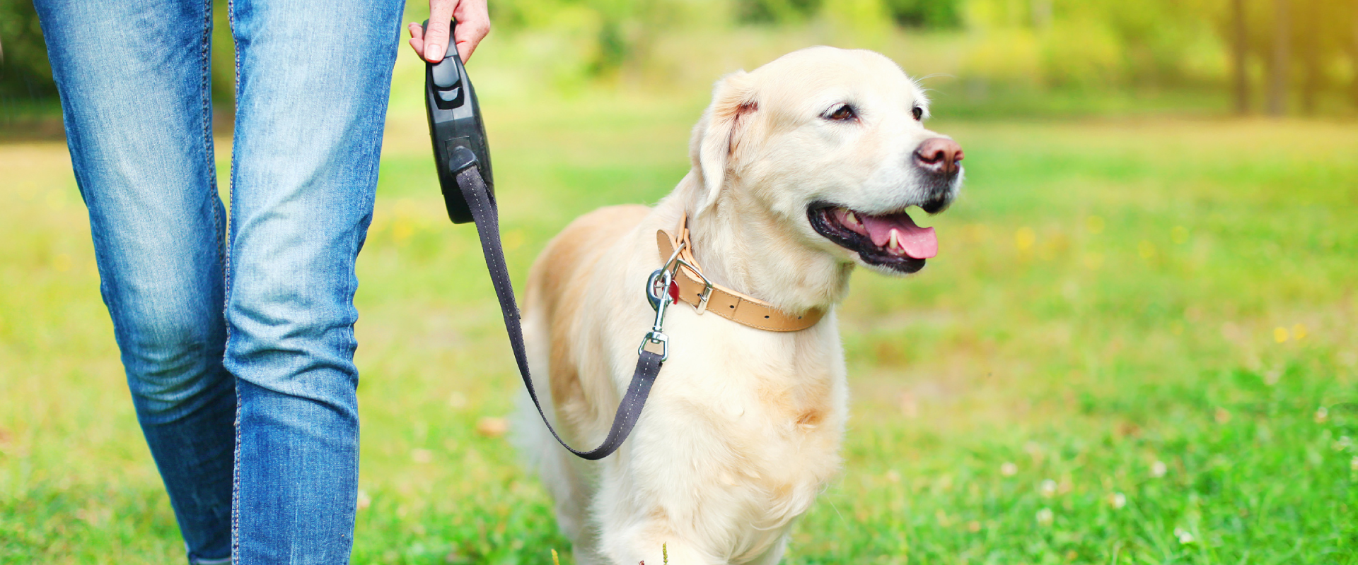 Dog-Friendly Santa Rosa: Restaurants, Hikes, Wineries & More ...