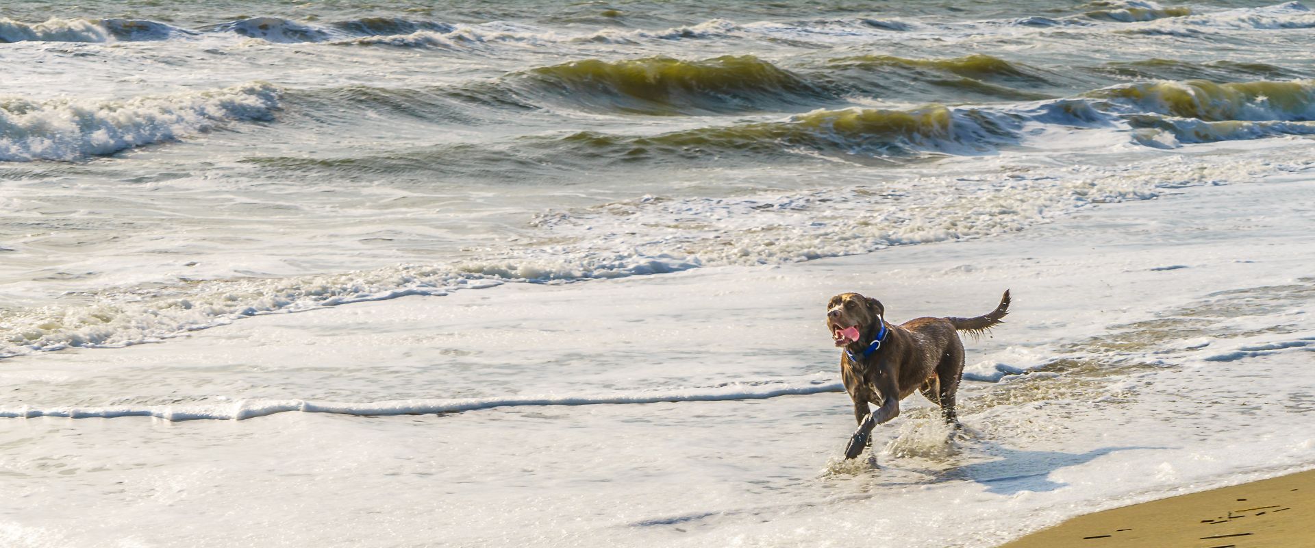 Pet-Friendly Virginia Beach | Dog-Friendly Restaurants Virginia Beach ...