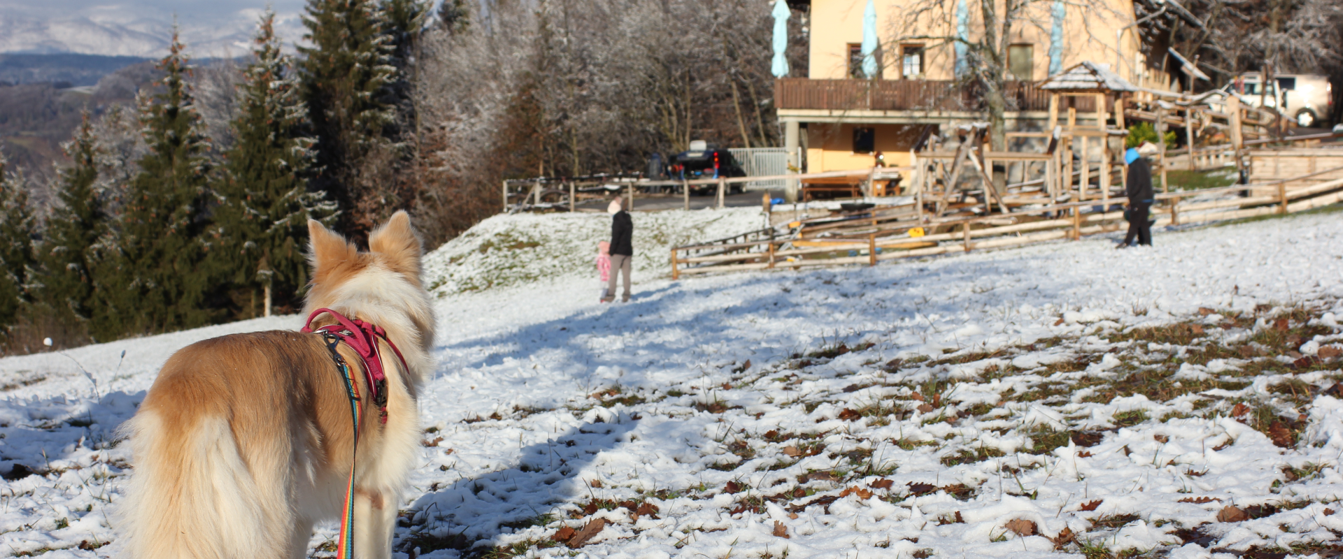 Pet-Friendly Whistler, BC: Things to Do in Whistler With a Dog ...