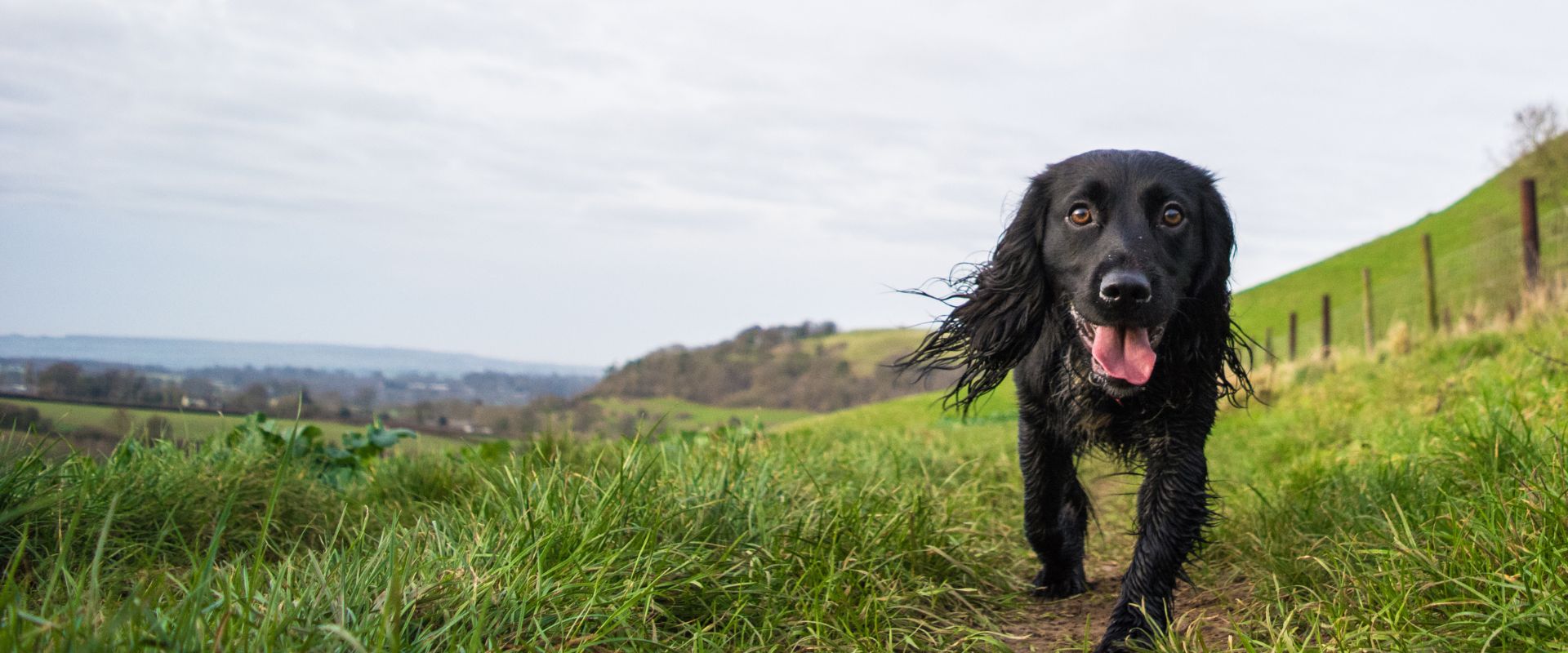 Dog-Friendly Somerset: Beaches, Dog Walks and Attractions ...