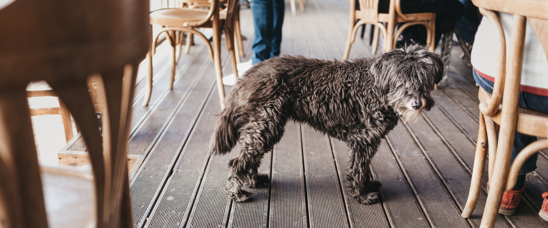 A Guide to Dog-Friendly Weston-Super-Mare | TrustedHousesitters.com