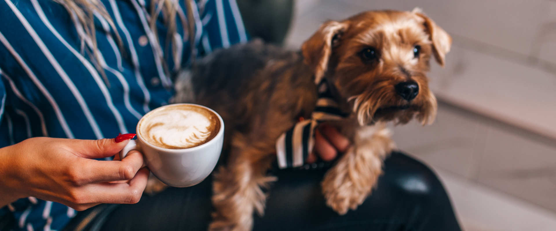 Dog-Friendly Skipton: Pubs, Walks & Places to Visit ...