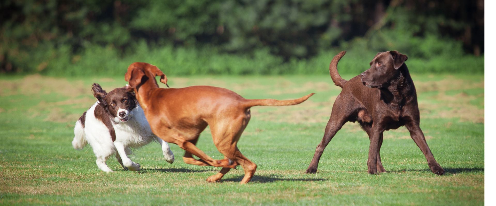 Dog-Friendly Eugene: Breweries, Restaurants & Walks ...