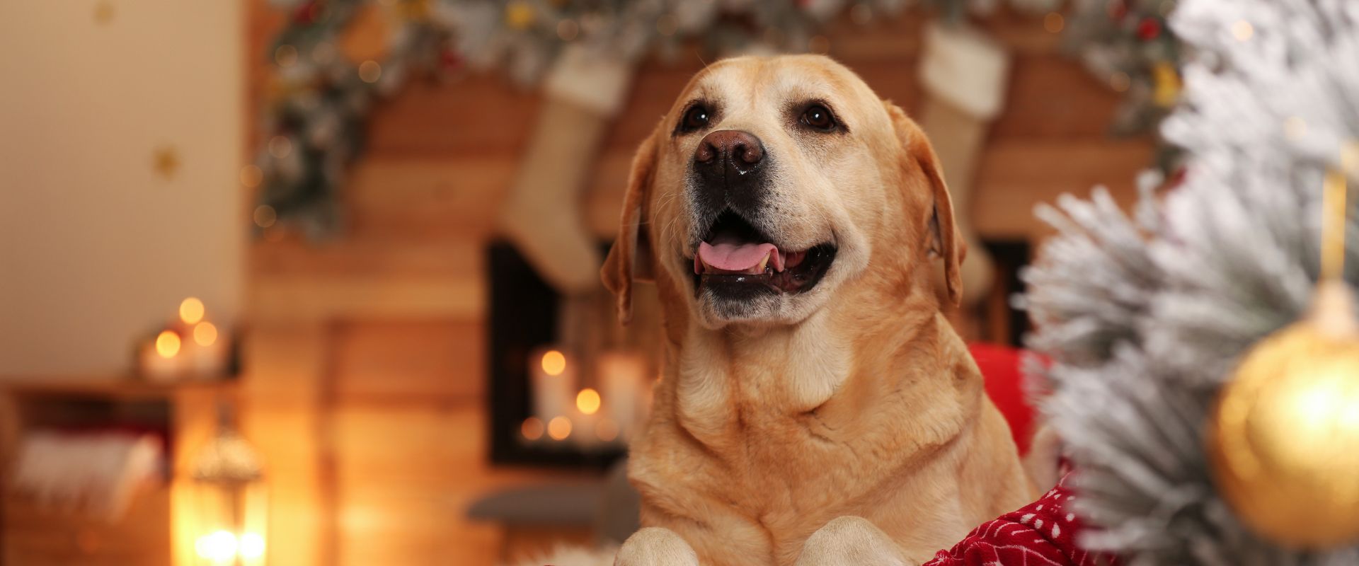 Christmas Movies for Dogs | Approved Christmas Dog Movies ...