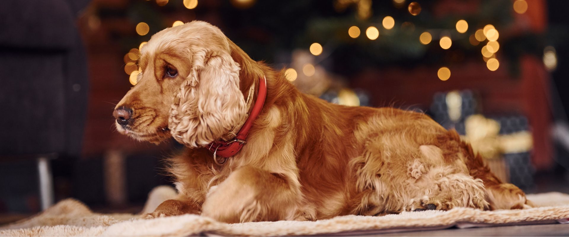 Christmas Movies for Dogs | Approved Christmas Dog Movies ...