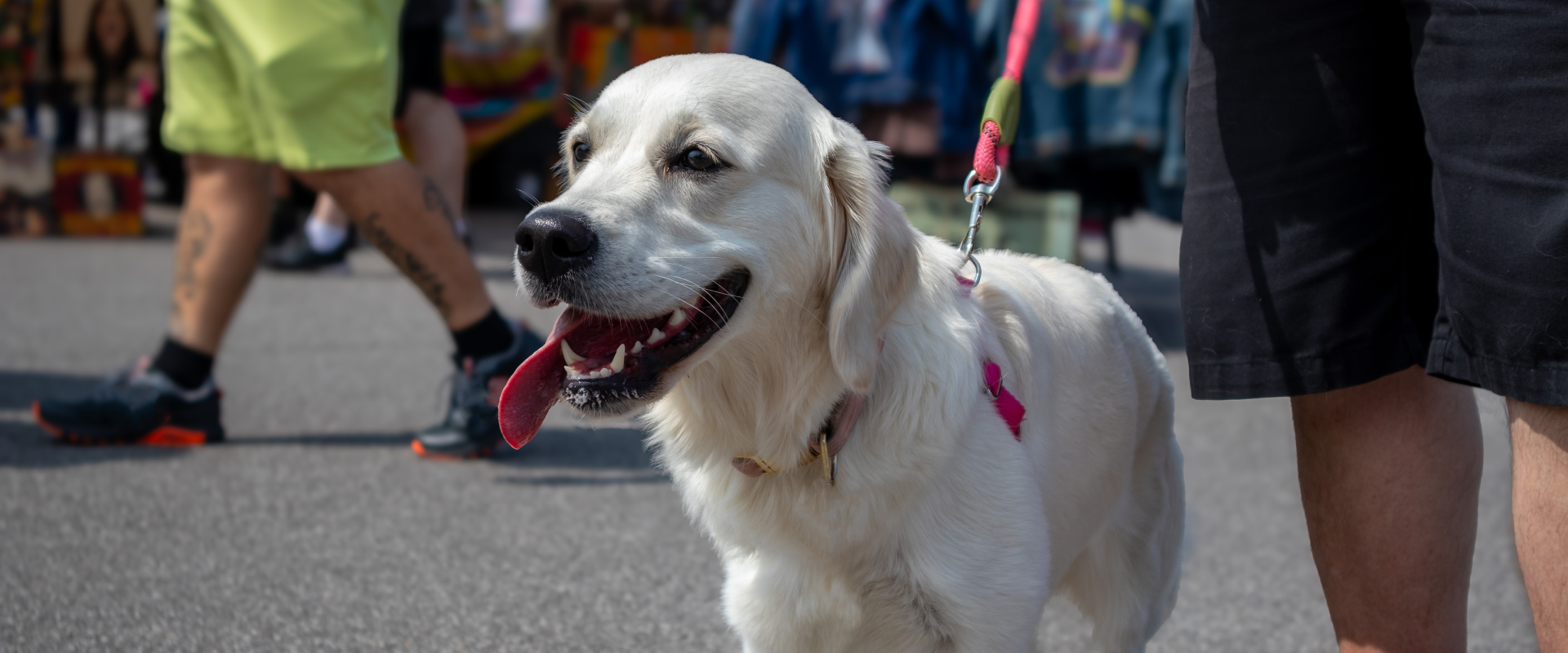 Dog-Friendly Encinitas: Parks, Beaches & Restaurants ...