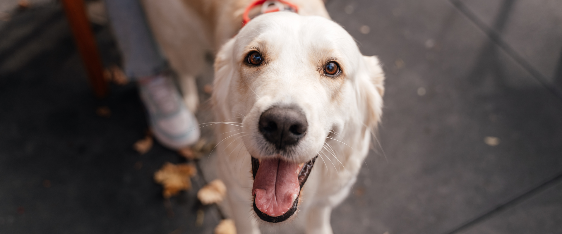 Dog-Friendly Encinitas: Parks, Beaches & Restaurants ...
