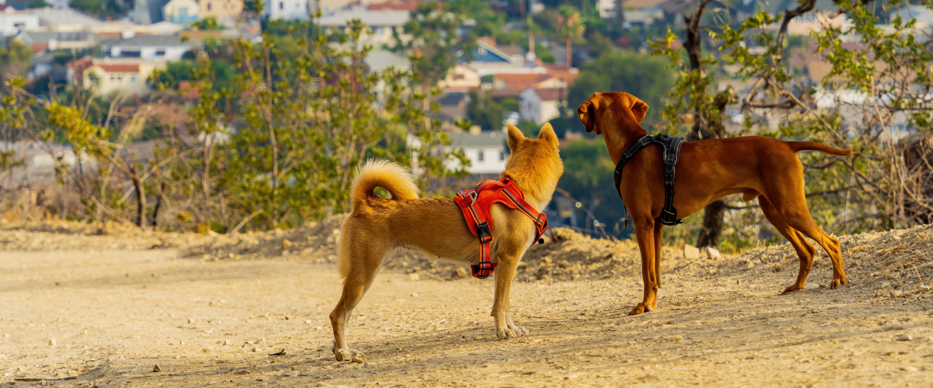 Dog-Friendly Encinitas: Parks, Beaches & Restaurants ...