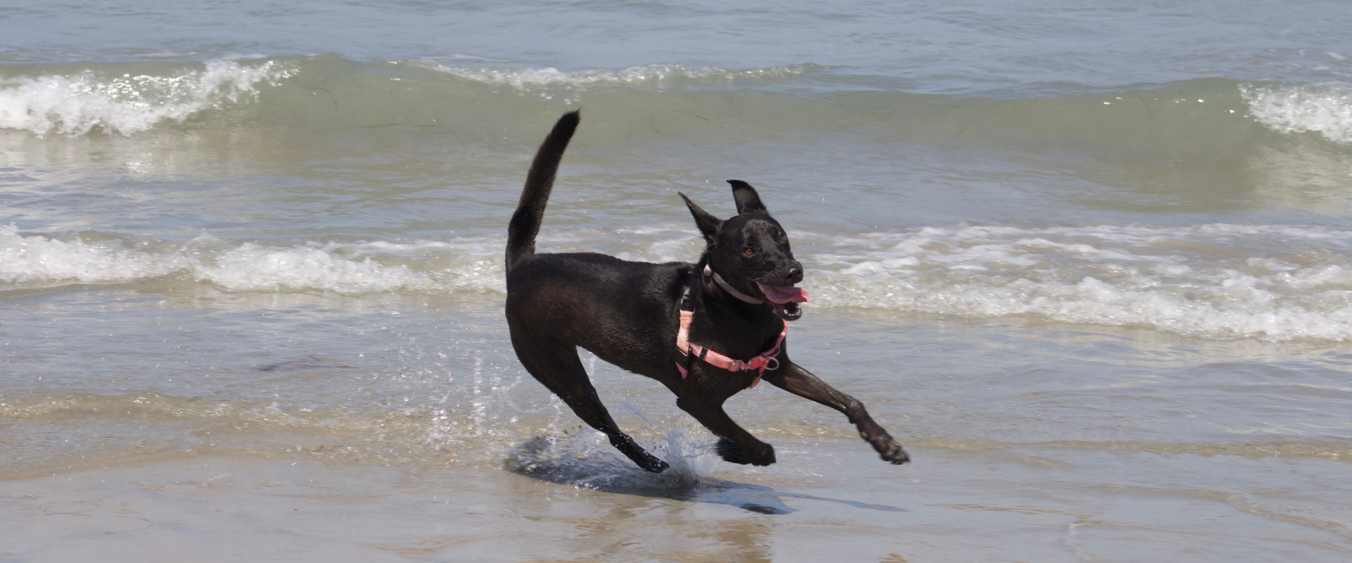 Dog-Friendly Encinitas: Parks, Beaches & Restaurants ...