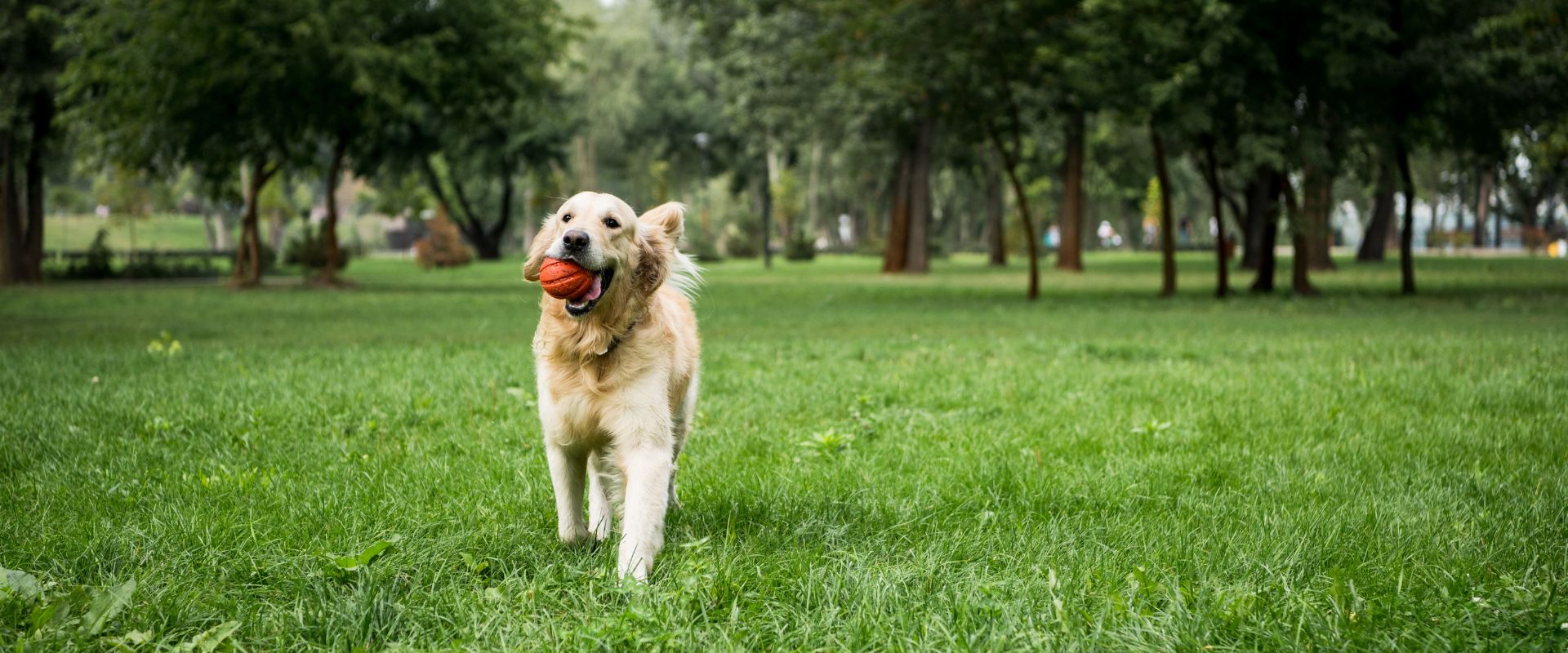 Pet-Friendly Regina | Restaurants & Dog Parks Regina ...