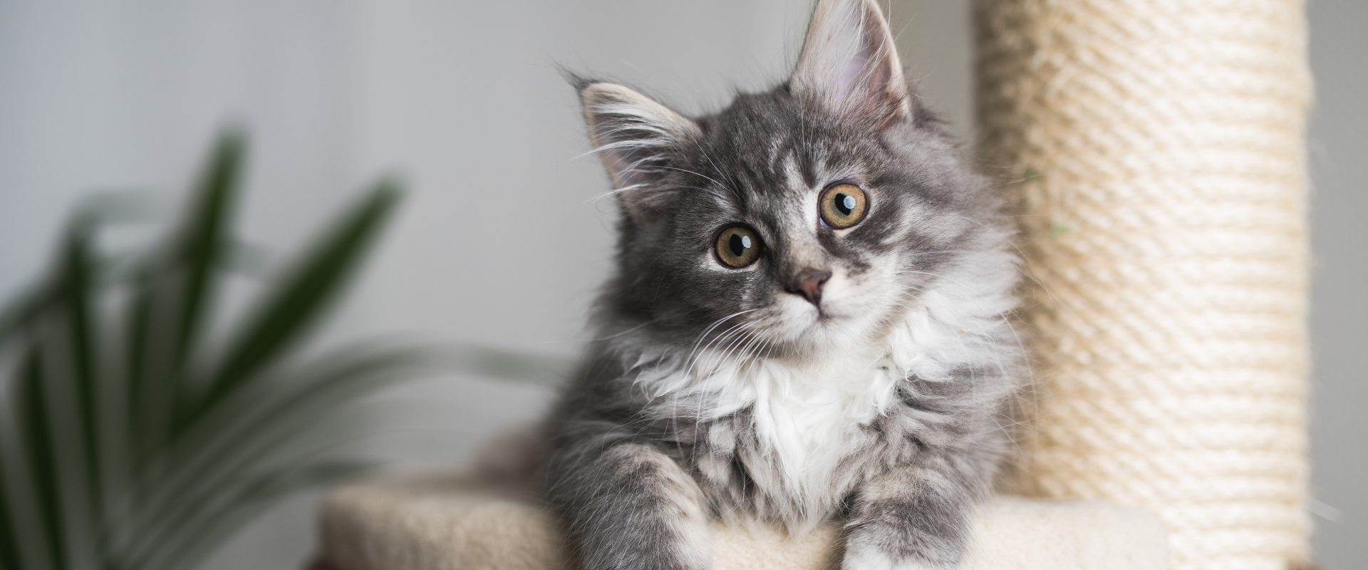 Understanding your cat's gaze: why does my cat stare at me ...