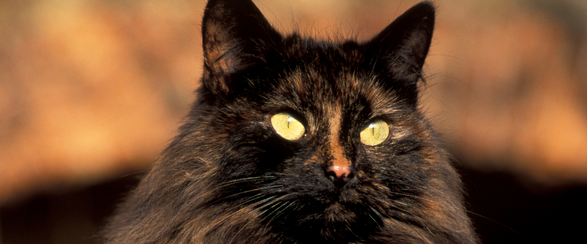 Tortoiseshell Cat Names | TrustedHousesitters.com