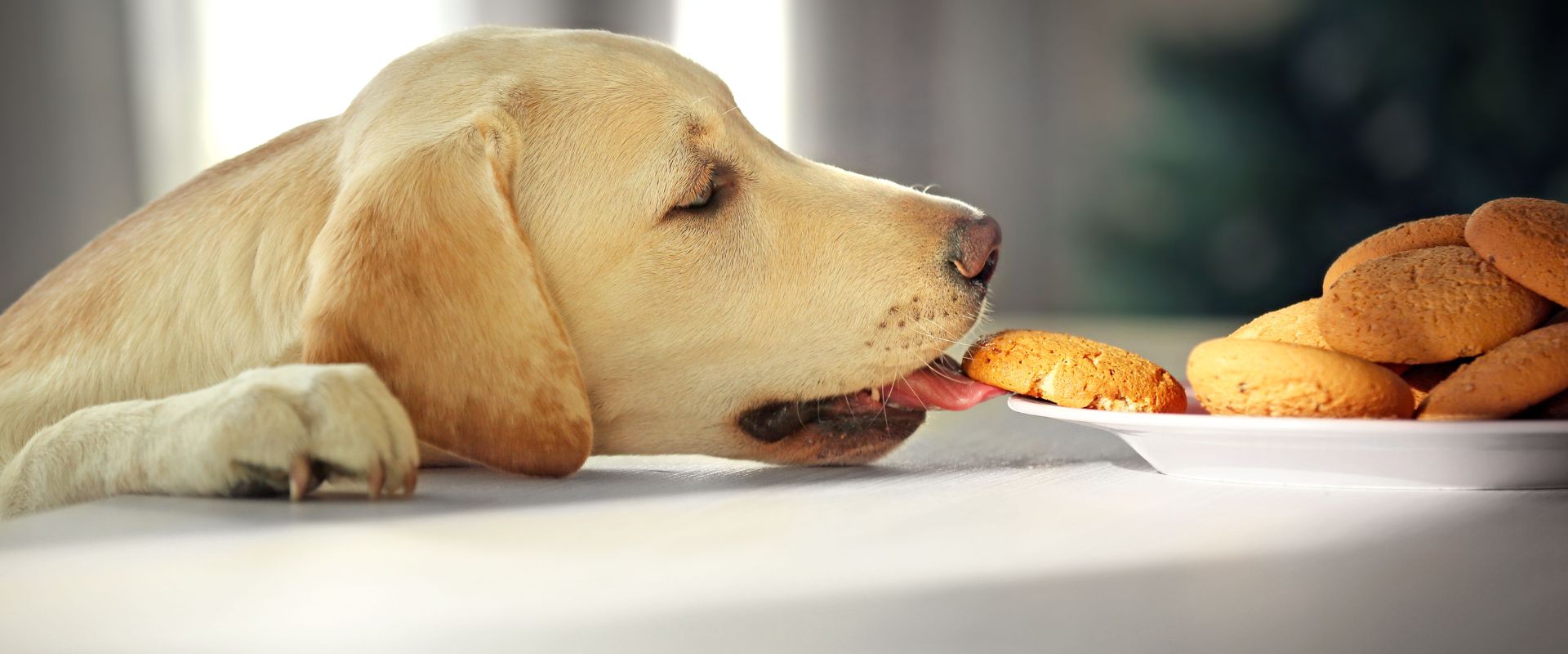Can Dogs Have Cinnamon? | TrustedHousesitters.com