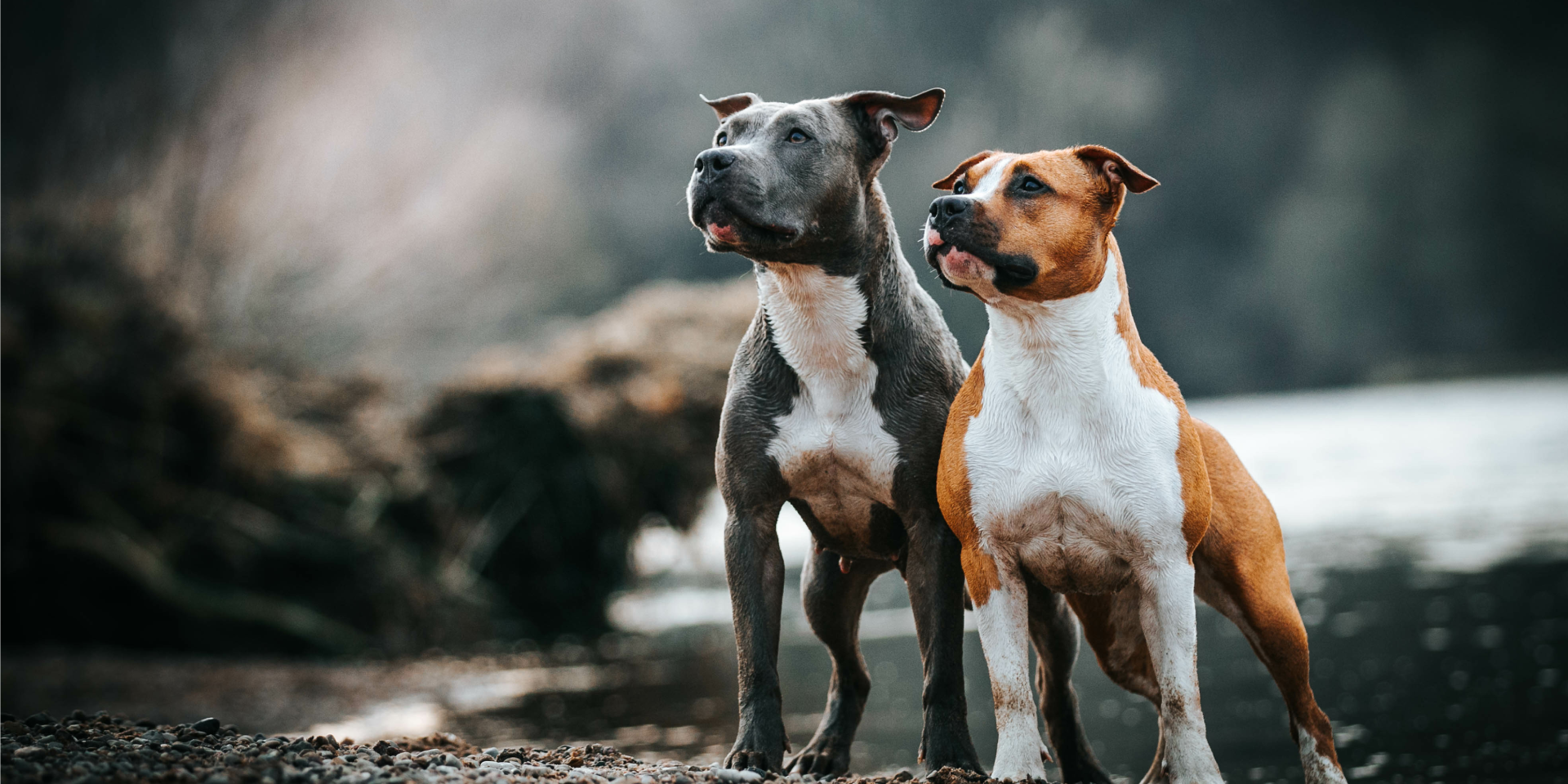 Strong Dog Names for Your Courageous Canine | TrustedHousesitters.com