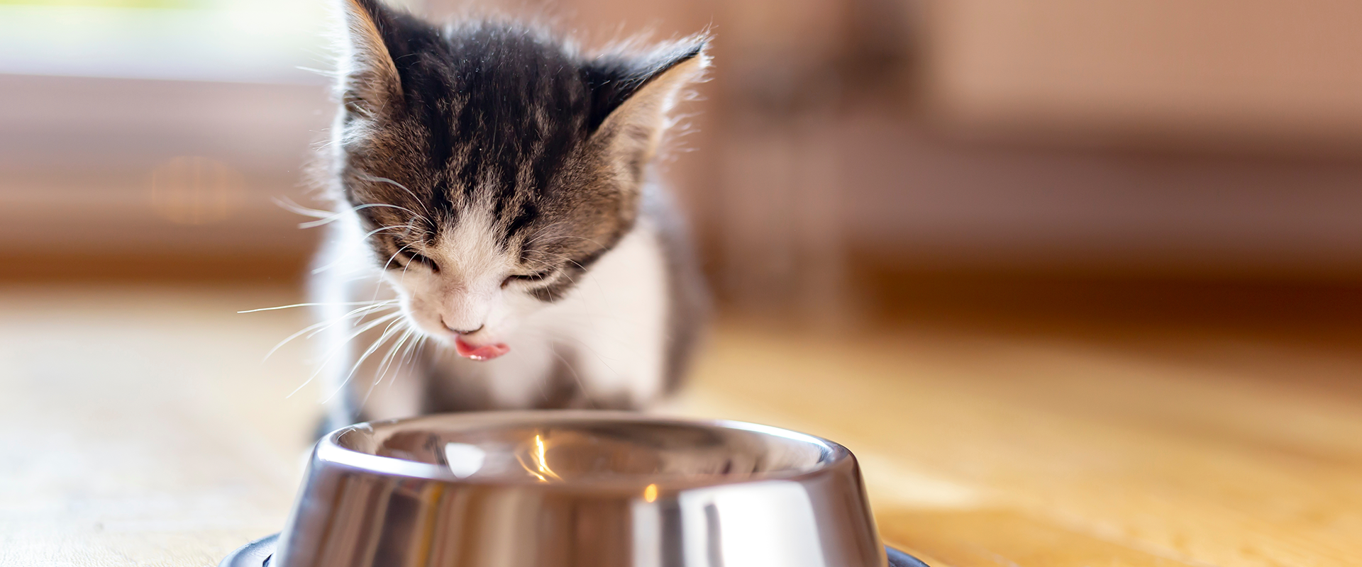 14 of the Healthiest Cat Foods to Buy in 2023 | TrustedHousesitters.com