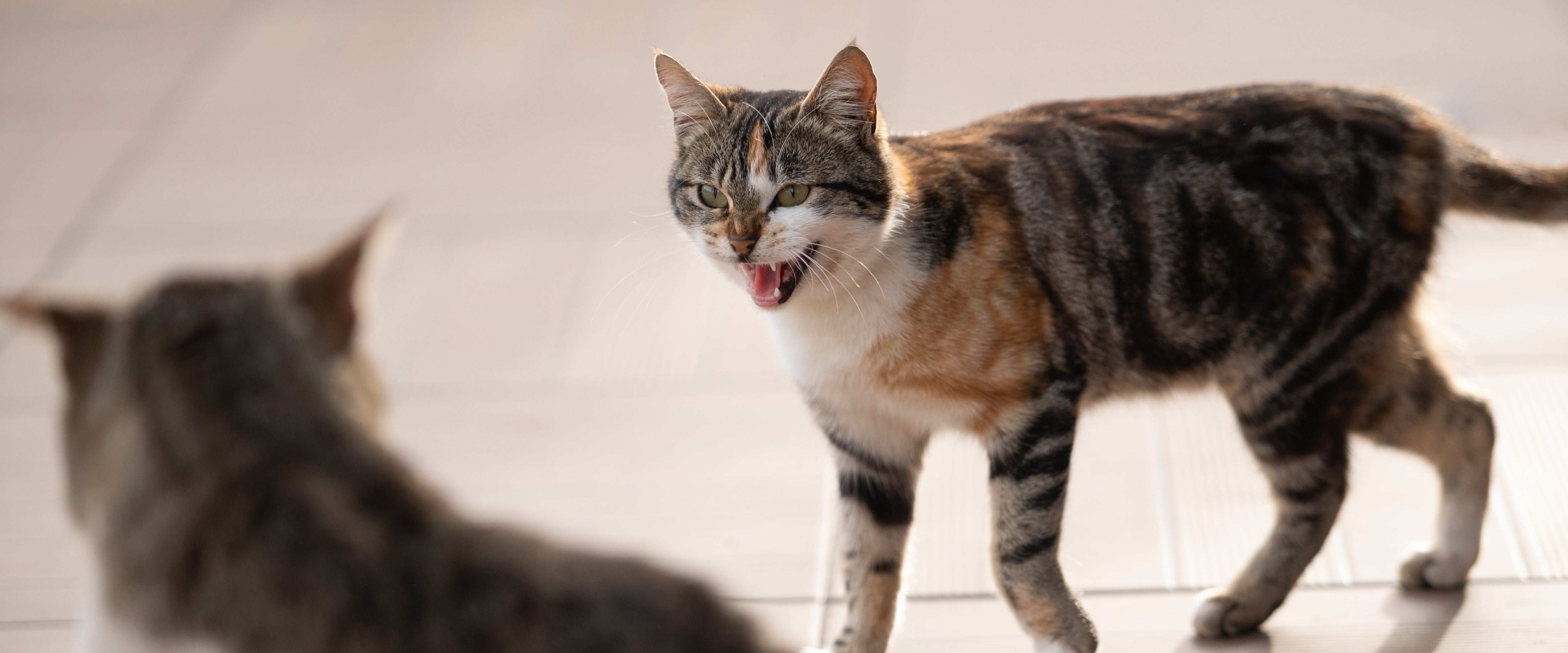 Understanding cat hissing: why do cats hiss and how to respond ...
