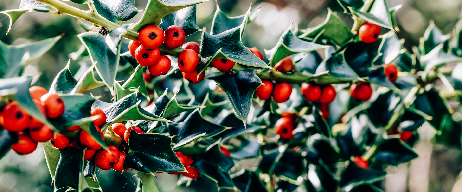 Is Holly Poisonous to Dogs? | TrustedHousesitters.com