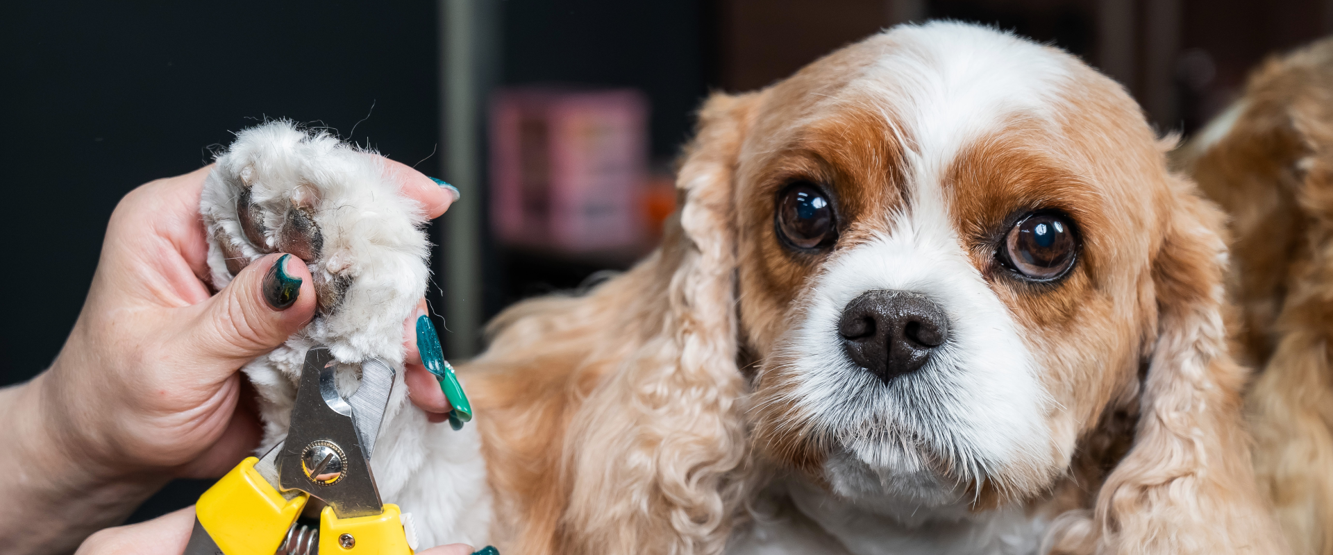 The Paw-fect Pedicure: How To Trim A Dog's Nails | TrustedHousesitters.com