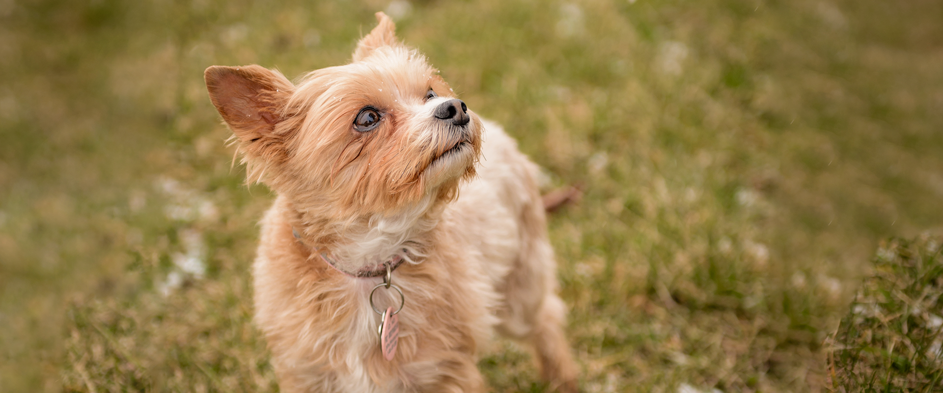 Chorkie Breed Guide | TrustedHousesitters.com