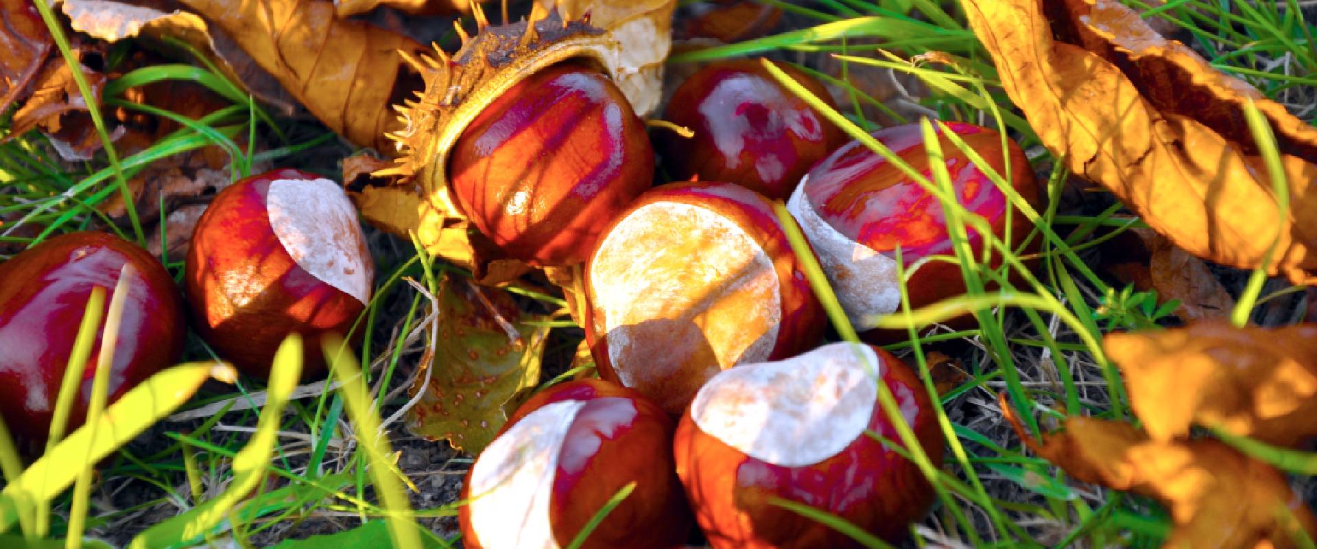 Are Conkers Toxic to Dogs? | TrustedHousesitters.com