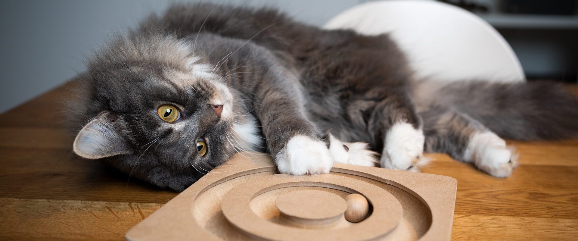 Best Cat Toys for Indoor Cats | TrustedHousesitters.com