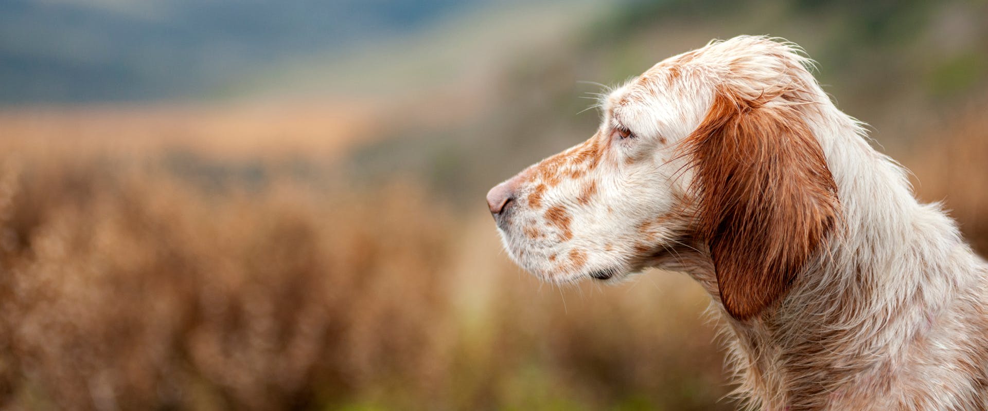 Hunting Dog Wallpaper