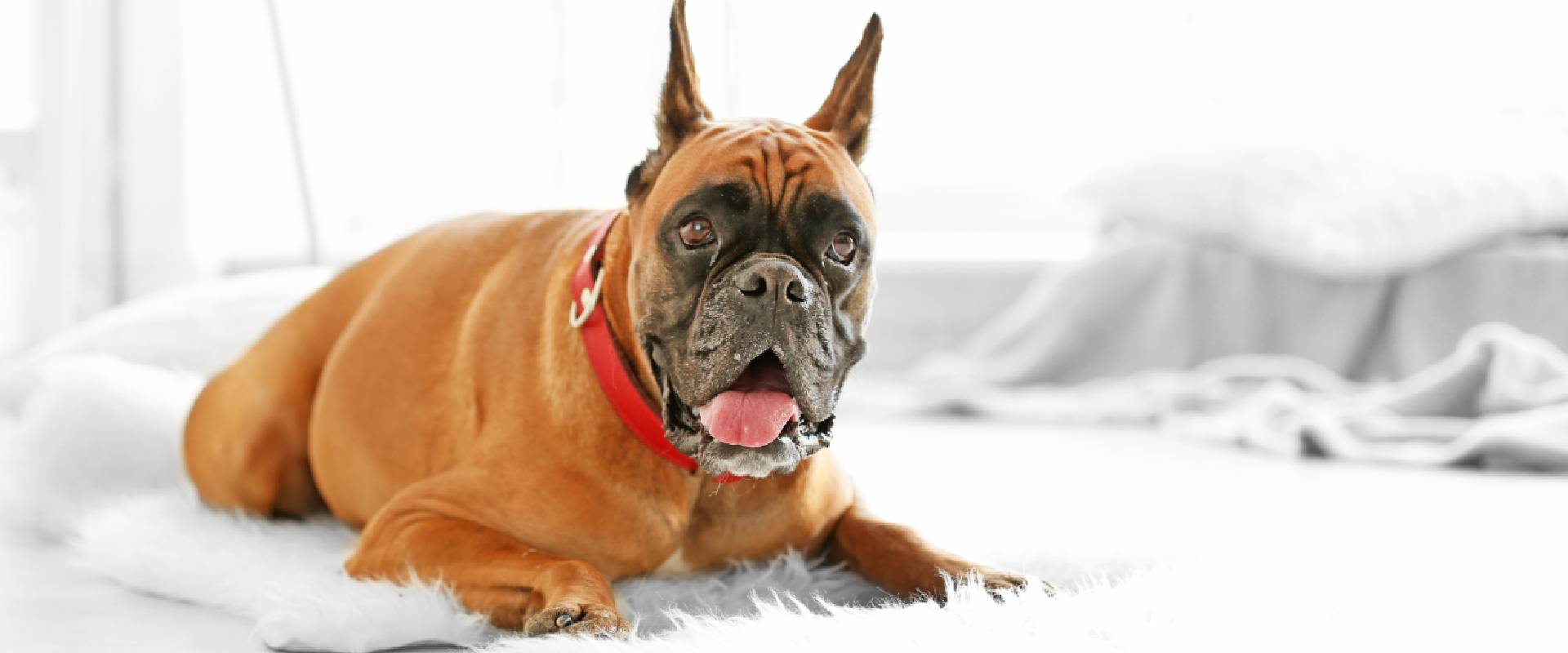 Boxer Dog Breed Guide | TrustedHousesitters.com