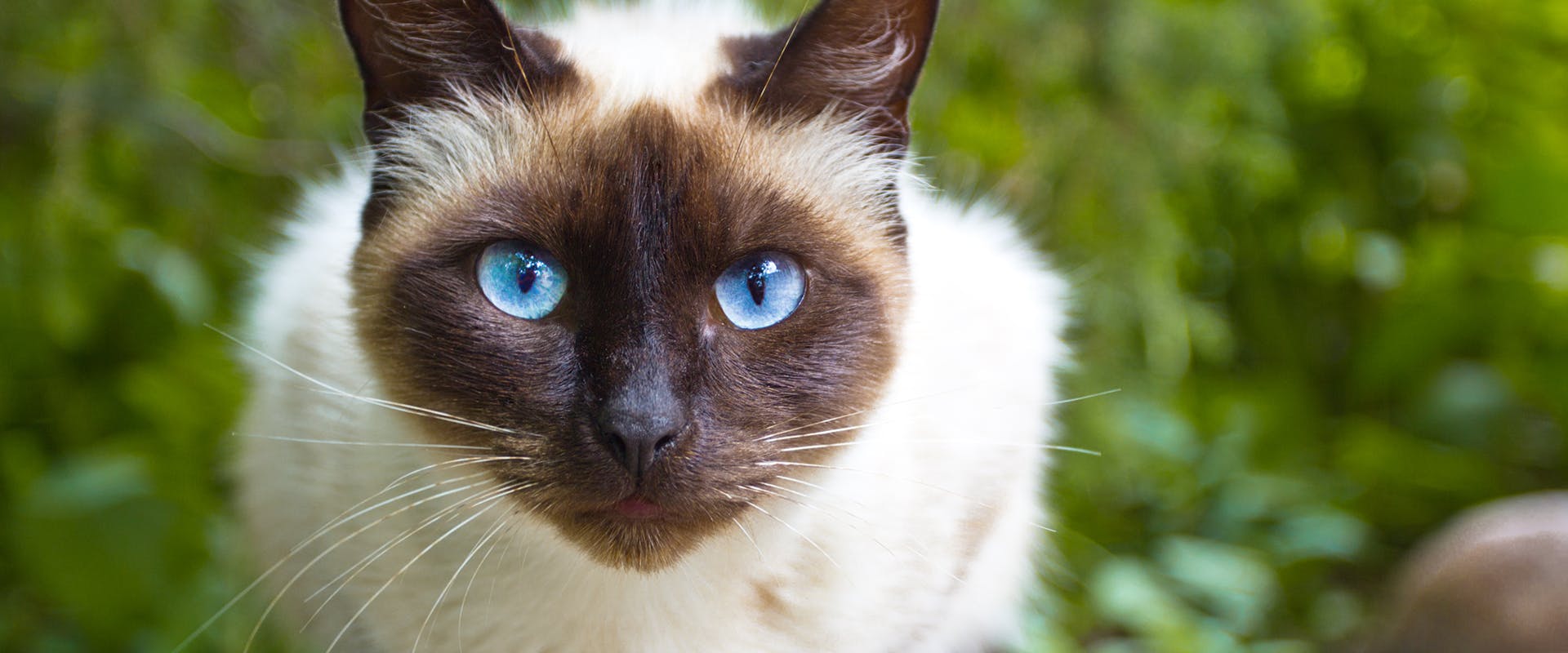White Siamese Cat Fluffy