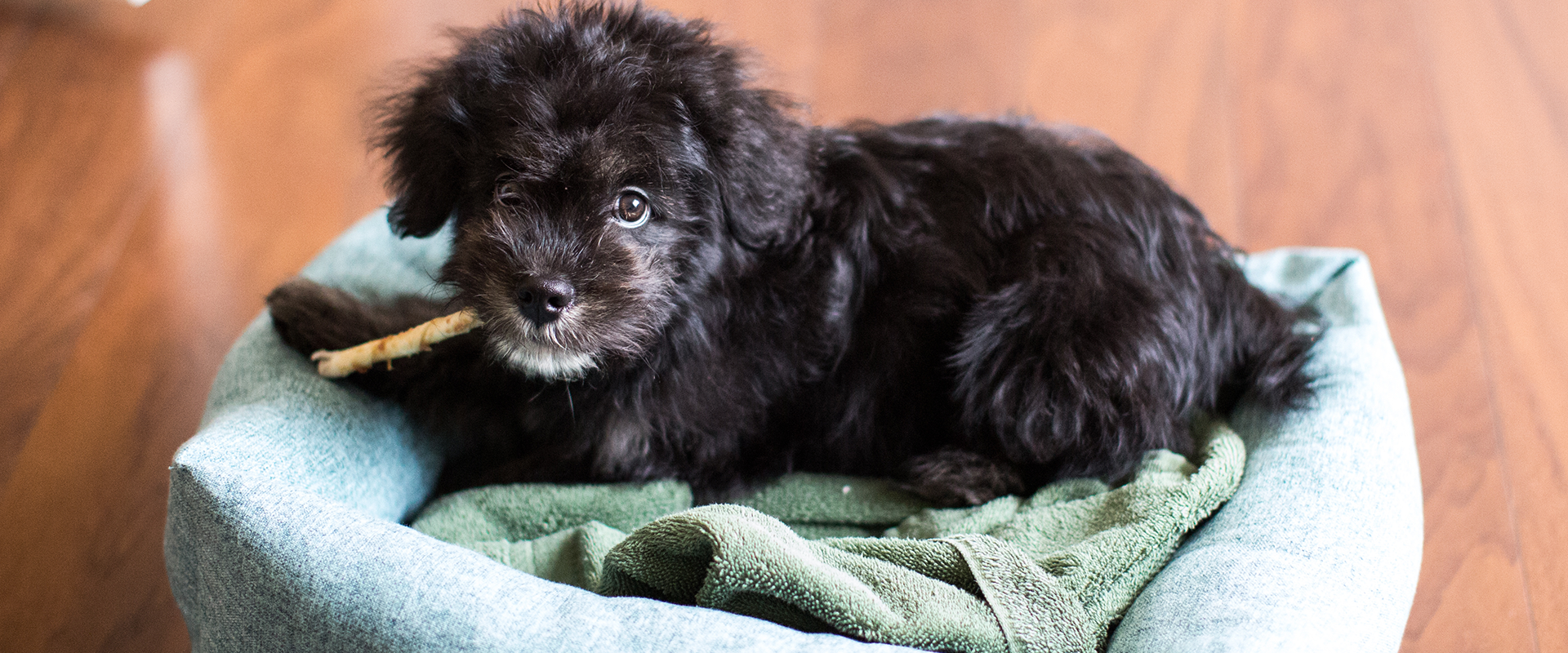 The Newfypoo: Everything You Need to Know | TrustedHousesitters.com