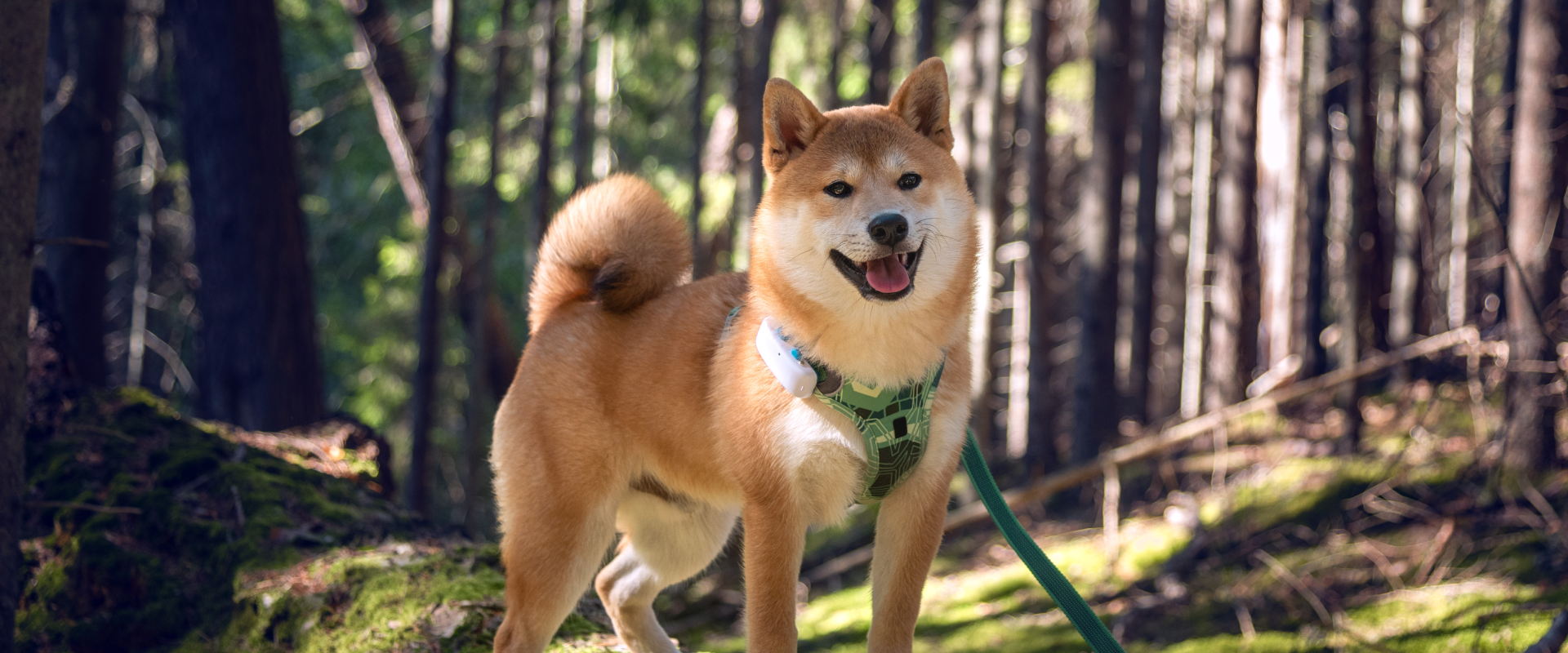 Everything You Need to Know About the Shiba Inu | TrustedHousesitters.com