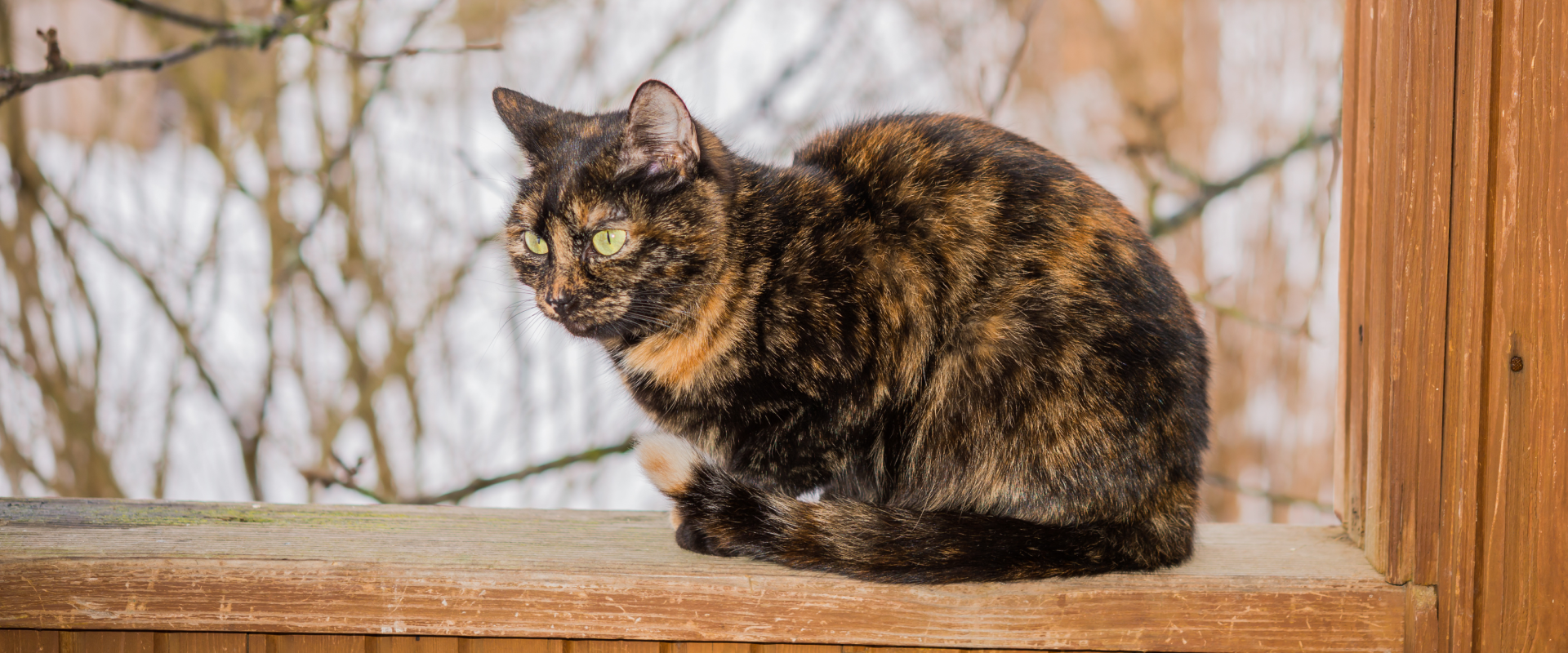 Tortoiseshell And White Cat