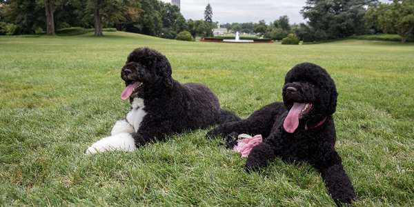 10+ White House Dogs You Need to Know About | TrustedHousesitters.com