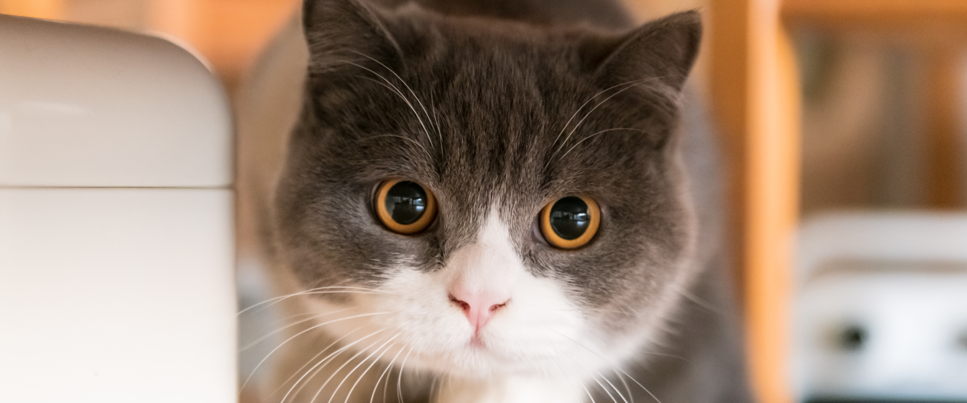 Cat attack! Understanding the cat ambush attack | TrustedHousesitters.com