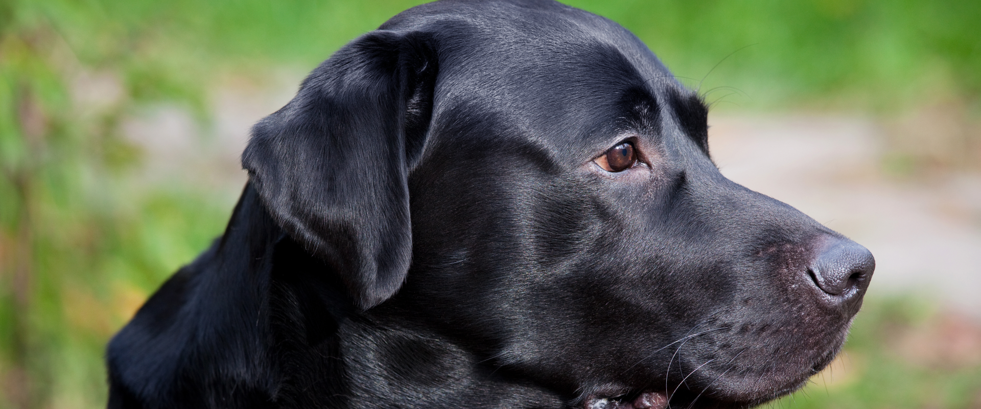 100+ Remarkable Dog Names that Start with R | TrustedHousesitters.com