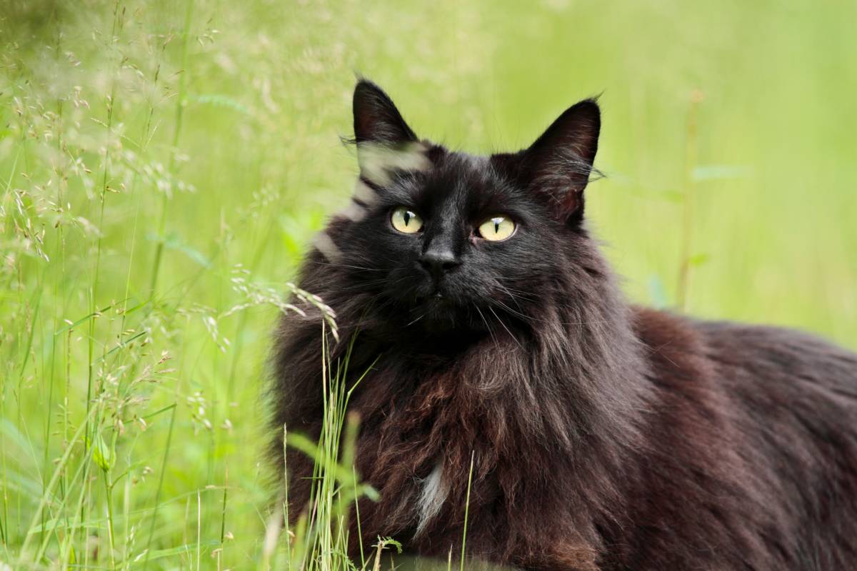 19 Black Cat Breeds | TrustedHousesitters.com