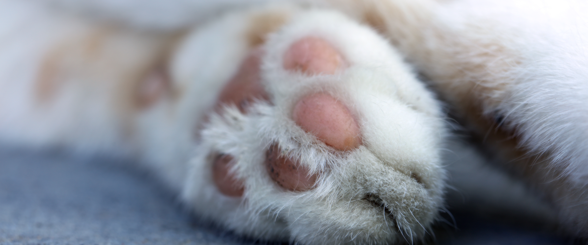 Cat-horned paws: a guide to cat hyperkeratosis | TrustedHousesitters.com