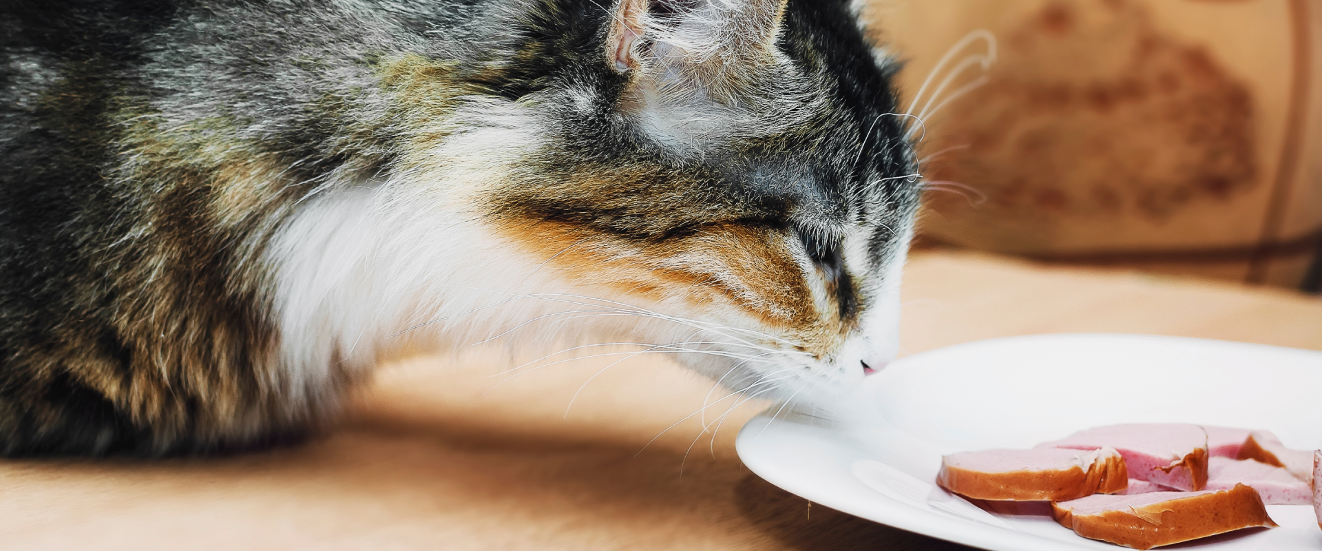 Can cats eat ham? | TrustedHousesitters.com