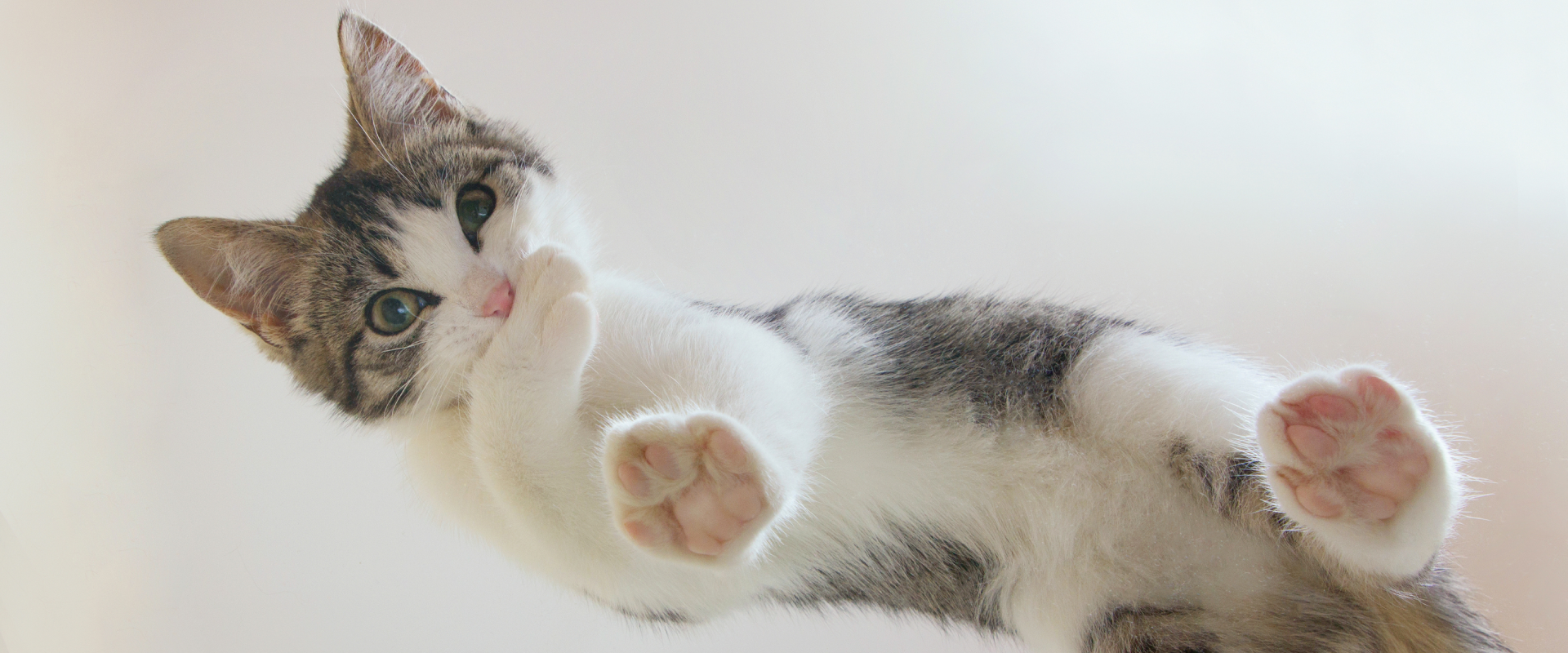Cat-horned paws: a guide to cat hyperkeratosis | TrustedHousesitters.com