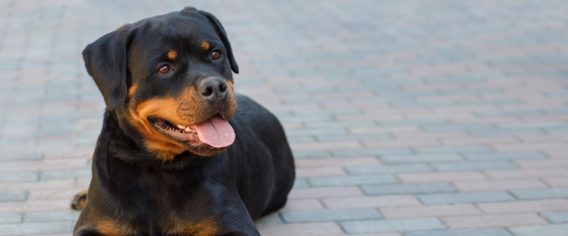 220+ Rottweiler Names for Your New Rottie Puppy | TrustedHousesitters.com