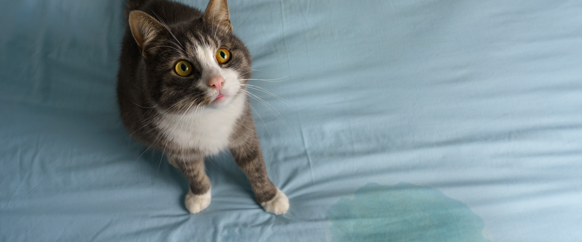 Why is my Cat Peeing Everywhere? | TrustedHousesitters.com